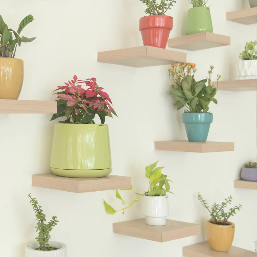 Ceramic Planters Online | Premium Plant Pots – Plantsden