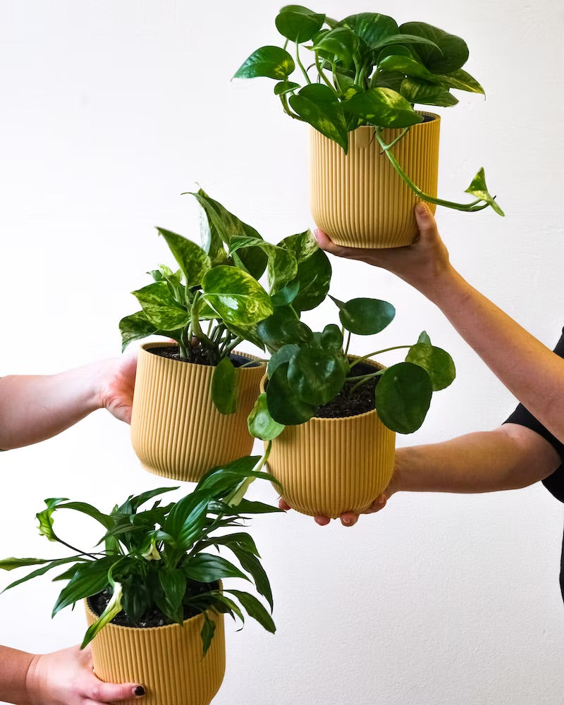 Buy pothos online in Bangalore from plantsden – Plantsden