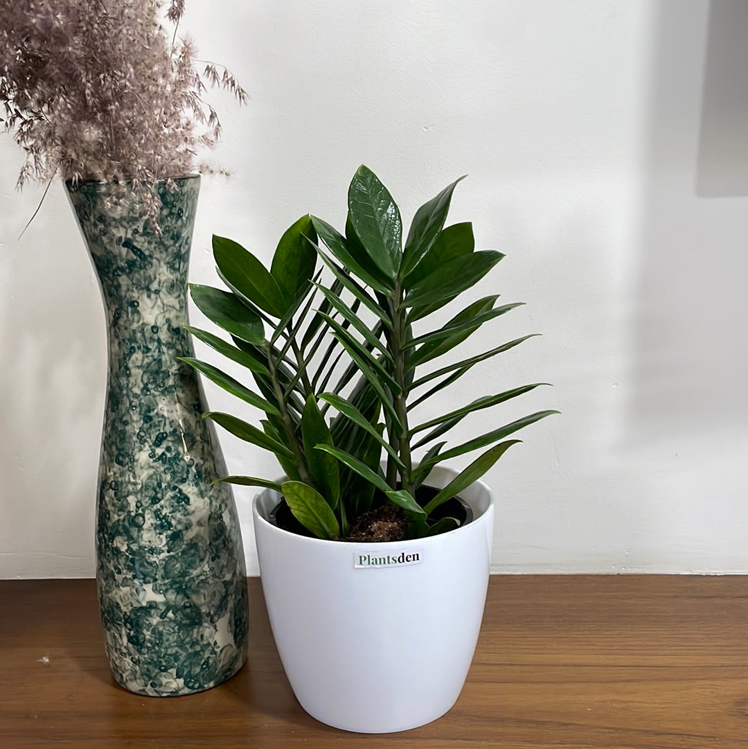 ZZ plant in 4inch pot – Plantsden